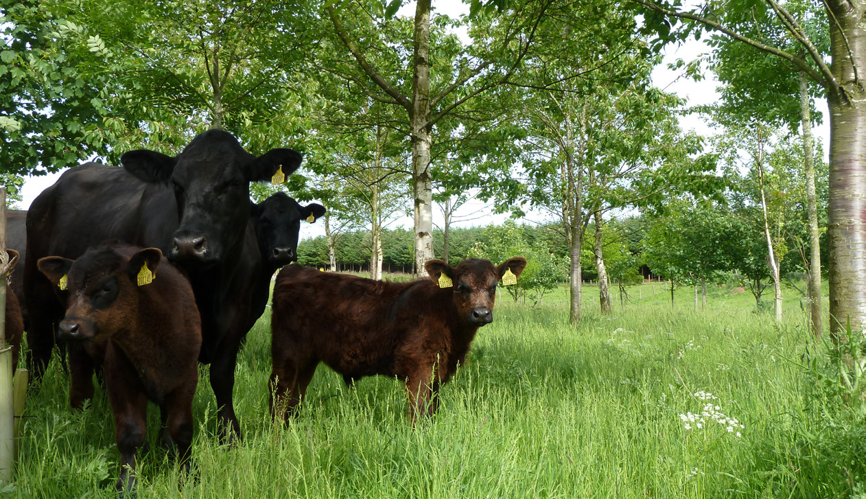 Agroforestry for livestock systems – Agroforestry training resources